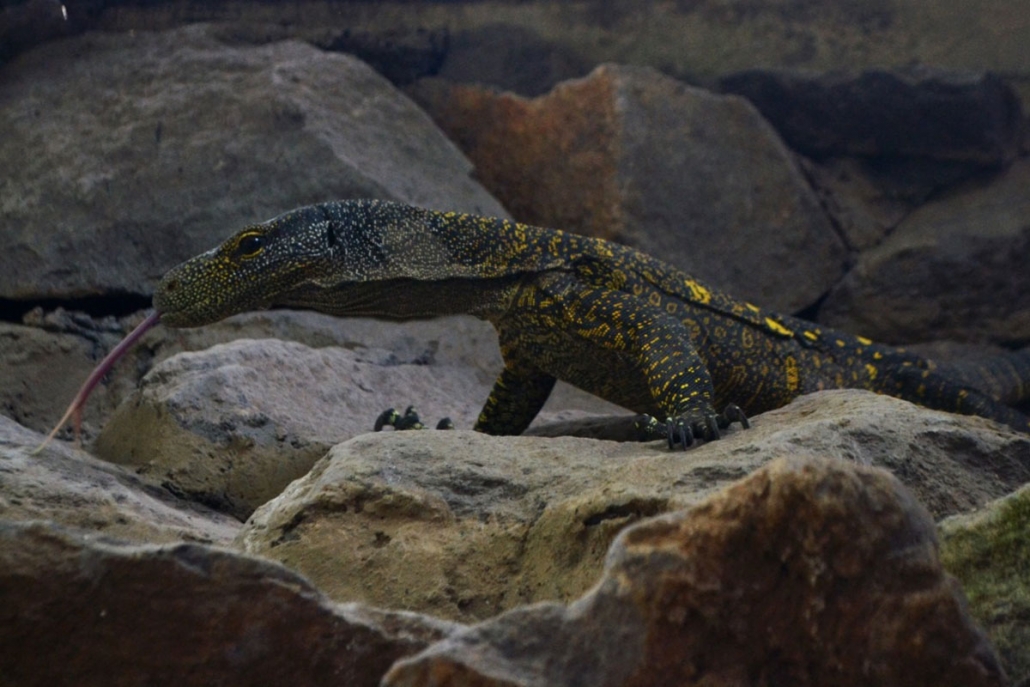 Animals & Zones - Bali Reptile Park | Where Hot and Cold-Blooded Meet