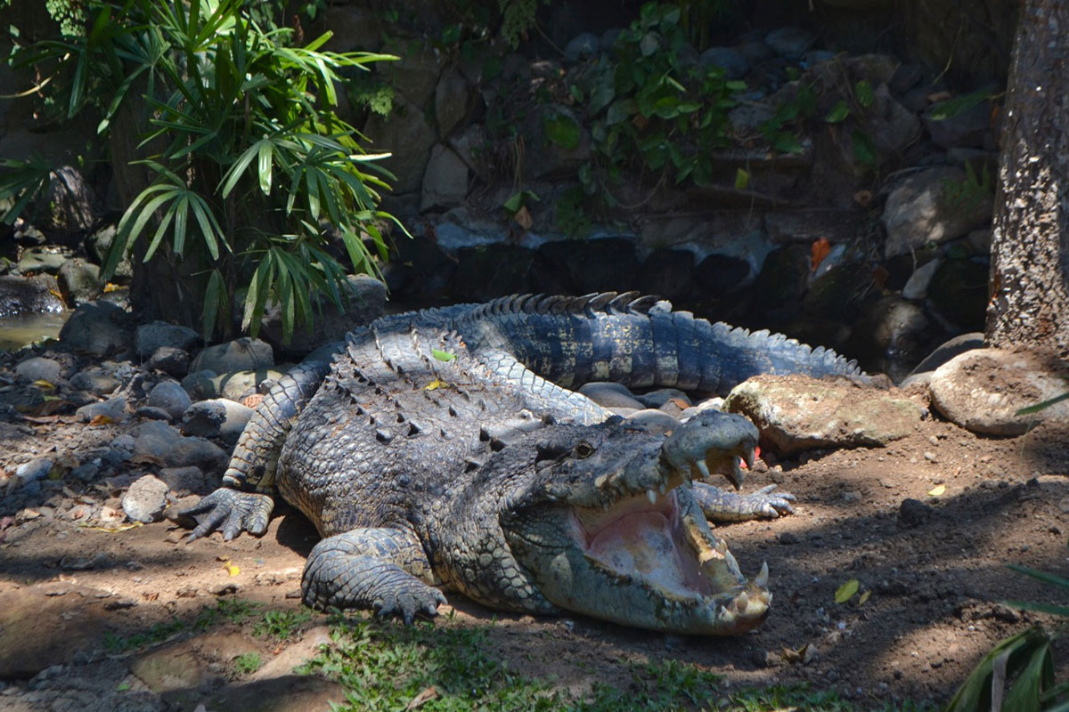 Crocodile 1 - Bali Reptile Park | Where Hot and Cold-Blooded Meet