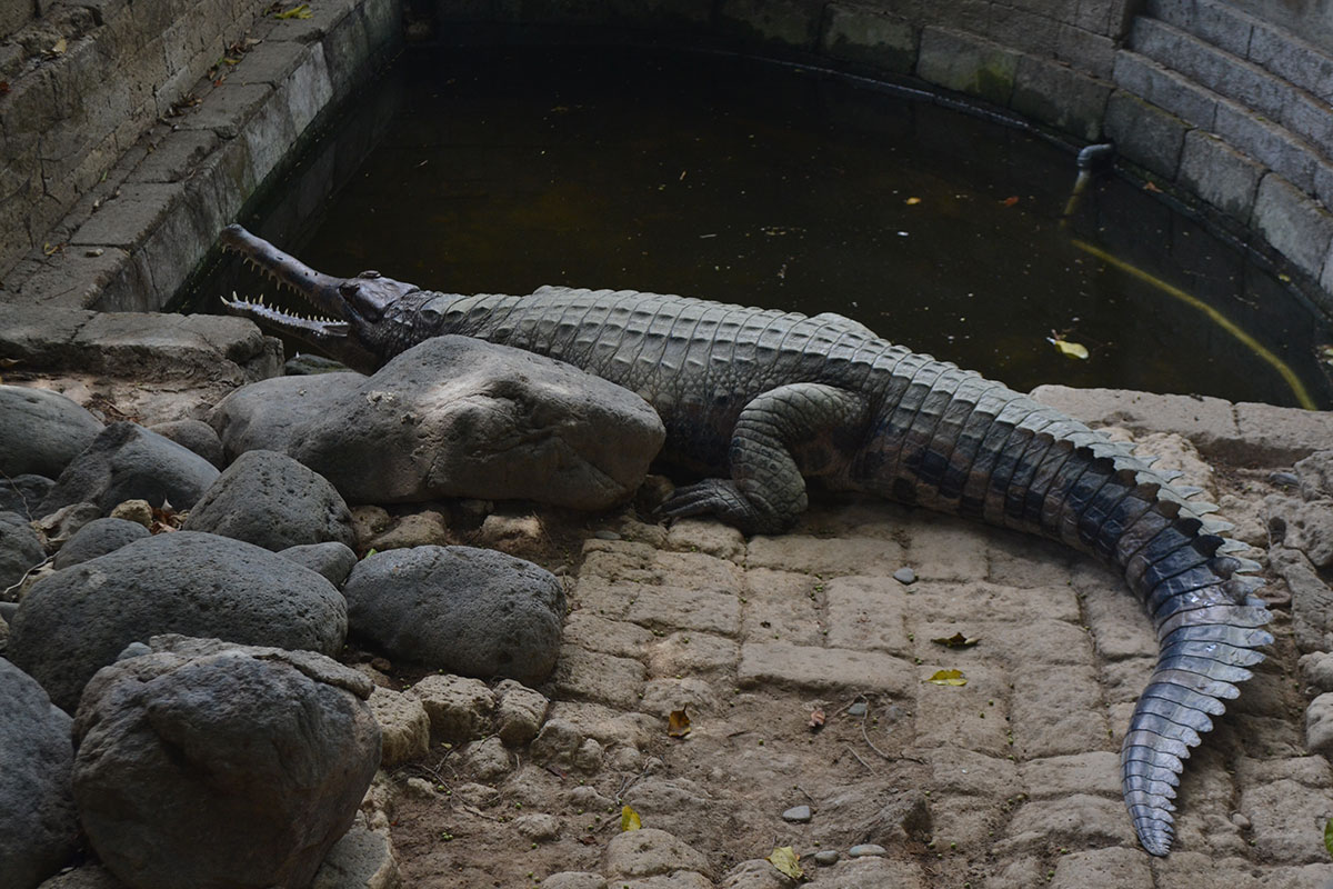 Crocodile 2 - Bali Reptile Park | Where Hot and Cold-Blooded Meet