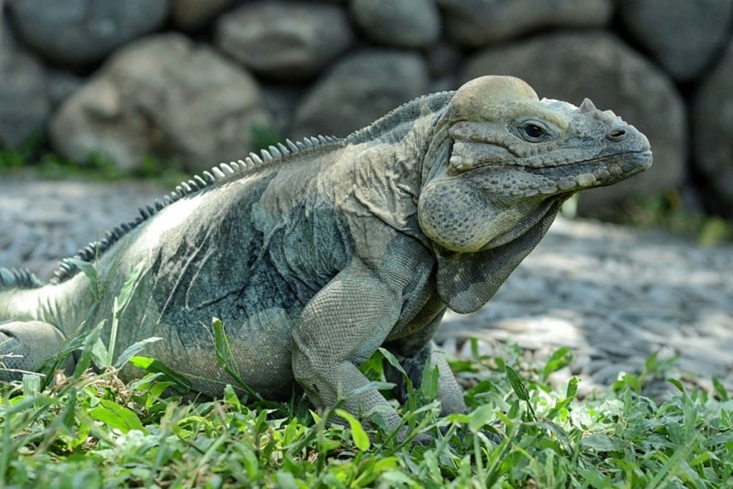 Animals & Zones - Bali Reptile Park | Where Hot and Cold-Blooded Meet