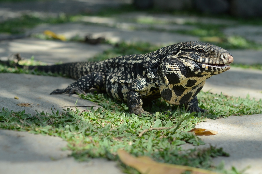 Animals & Zones - Bali Reptile Park | Where Hot and Cold-Blooded Meet