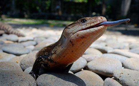 Squamata Order - Bali Reptile Park | Where Hot and Cold-Blooded Meet