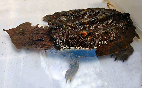 Testudines Order - Bali Reptile Park | Where Hot and Cold-Blooded Meet