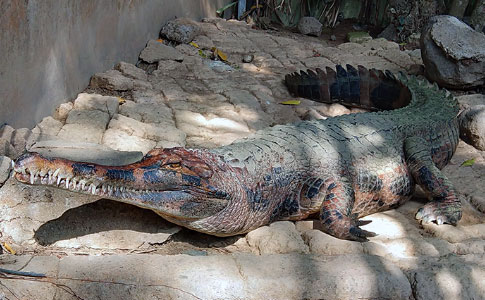 Crocodilia Order - Bali Reptile Park | Where Hot and Cold-Blooded Meet