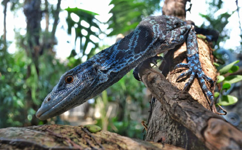 Squamata Order - Bali Reptile Park | Where Hot and Cold-Blooded Meet
