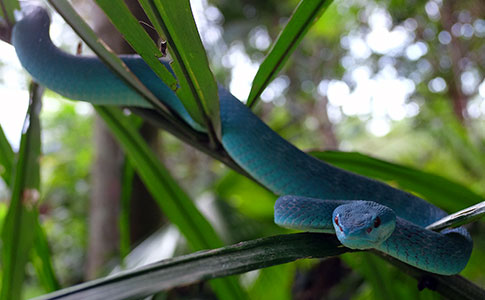 Squamata Order - Bali Reptile Park | Where Hot and Cold-Blooded Meet